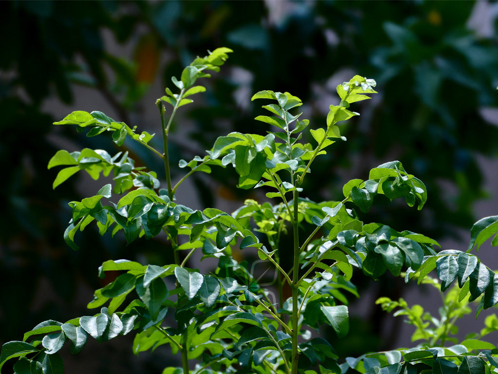 Curry leaves: Green magic – NatureMills